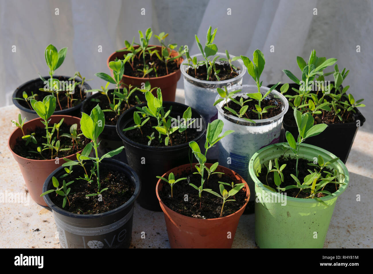 Weed infested growing media hi-res stock photography and images - Alamy