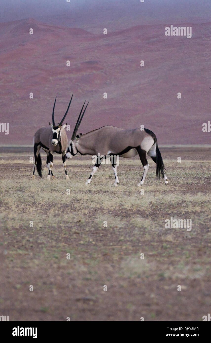 two oryx antilopes at dawn in the Namib Desert of Sossusvlei Stock ...