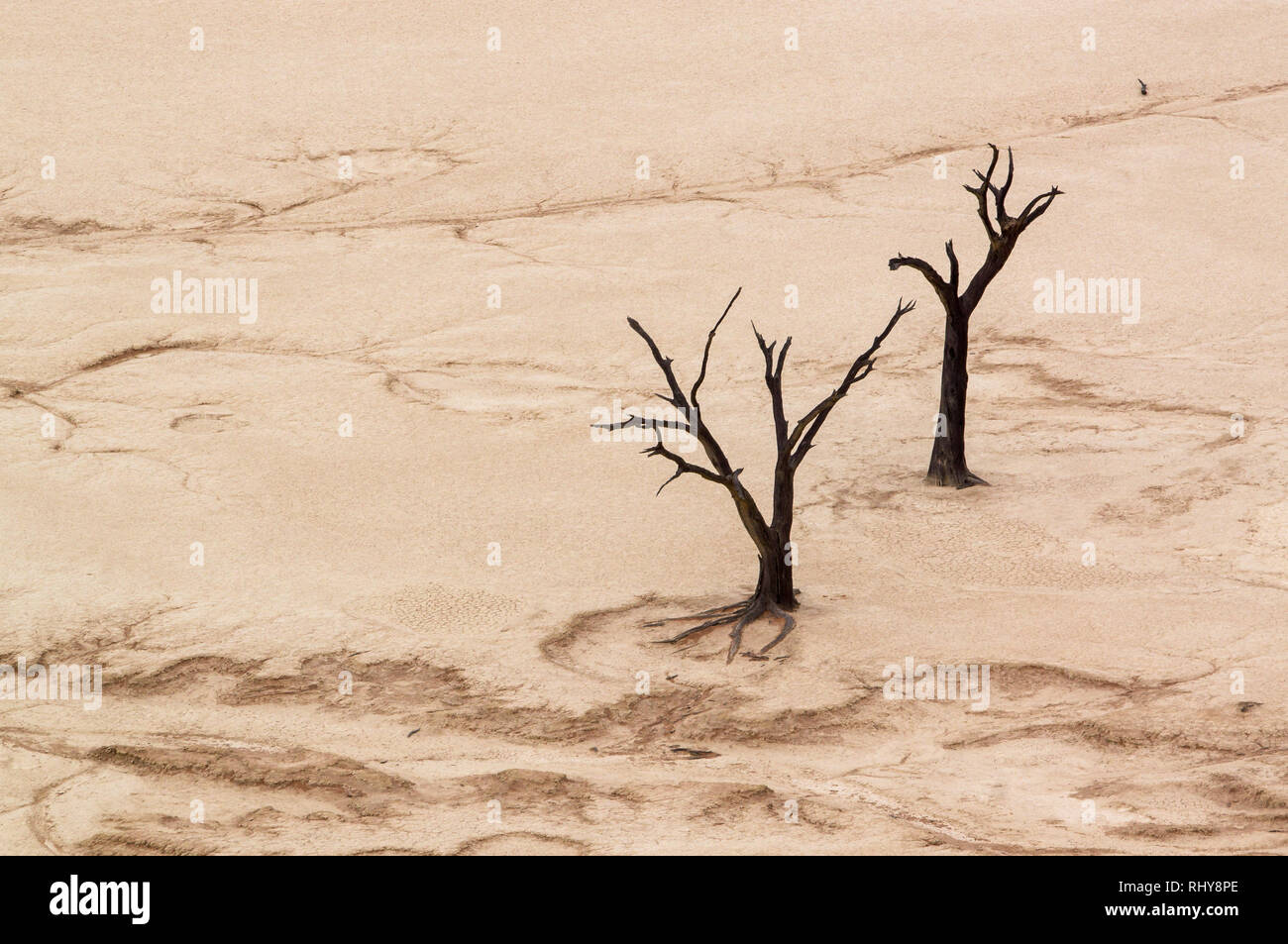 Death trees hi-res stock photography and images - Alamy