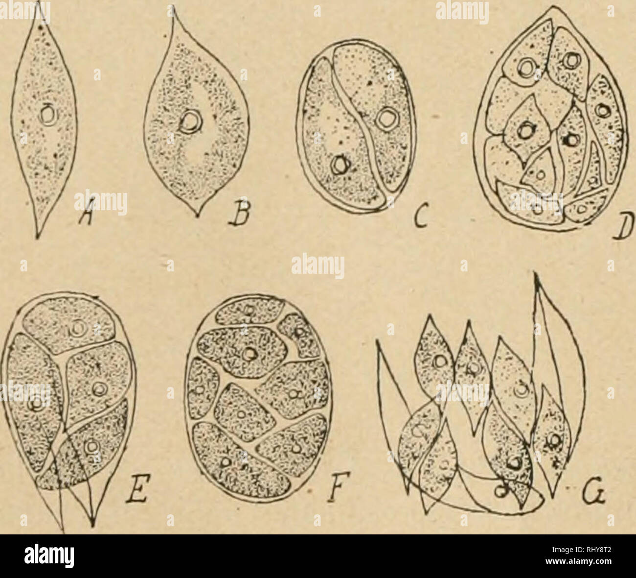 La cellule mère hi-res stock photography and images - Alamy