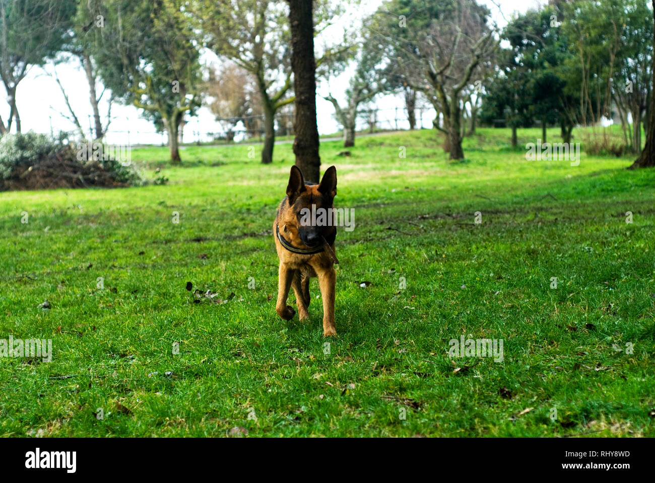 German shepherd dog at the park, in Rome Stock Photo - Alamy