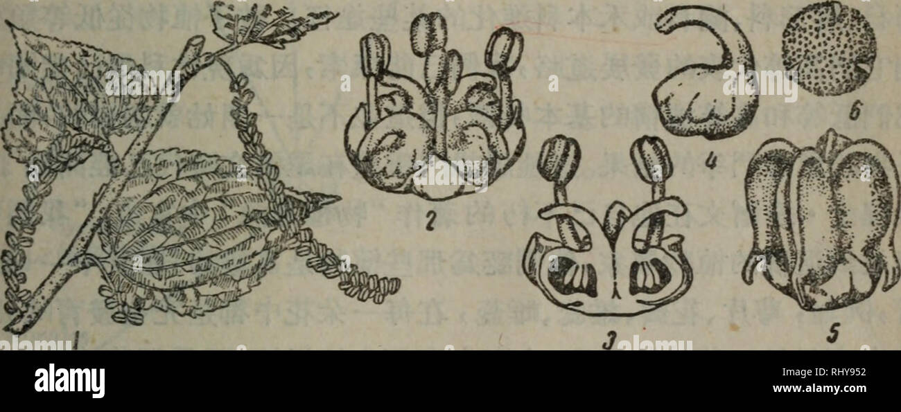 Tetracentron sinense hi-res stock photography and images - Alamy