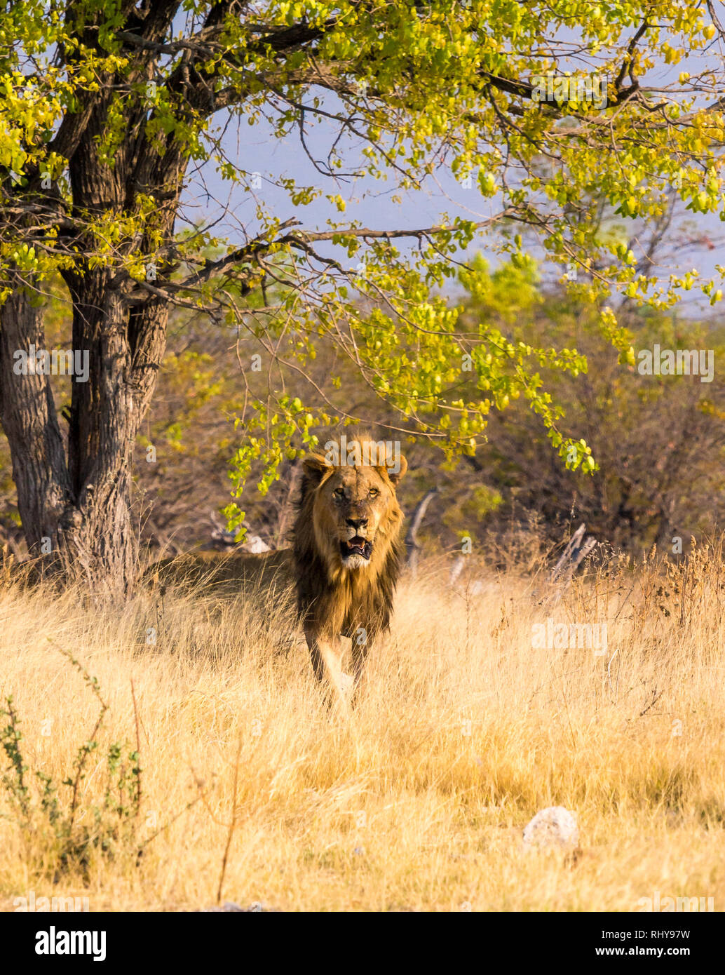 Big male lion hi-res stock photography and images - Alamy