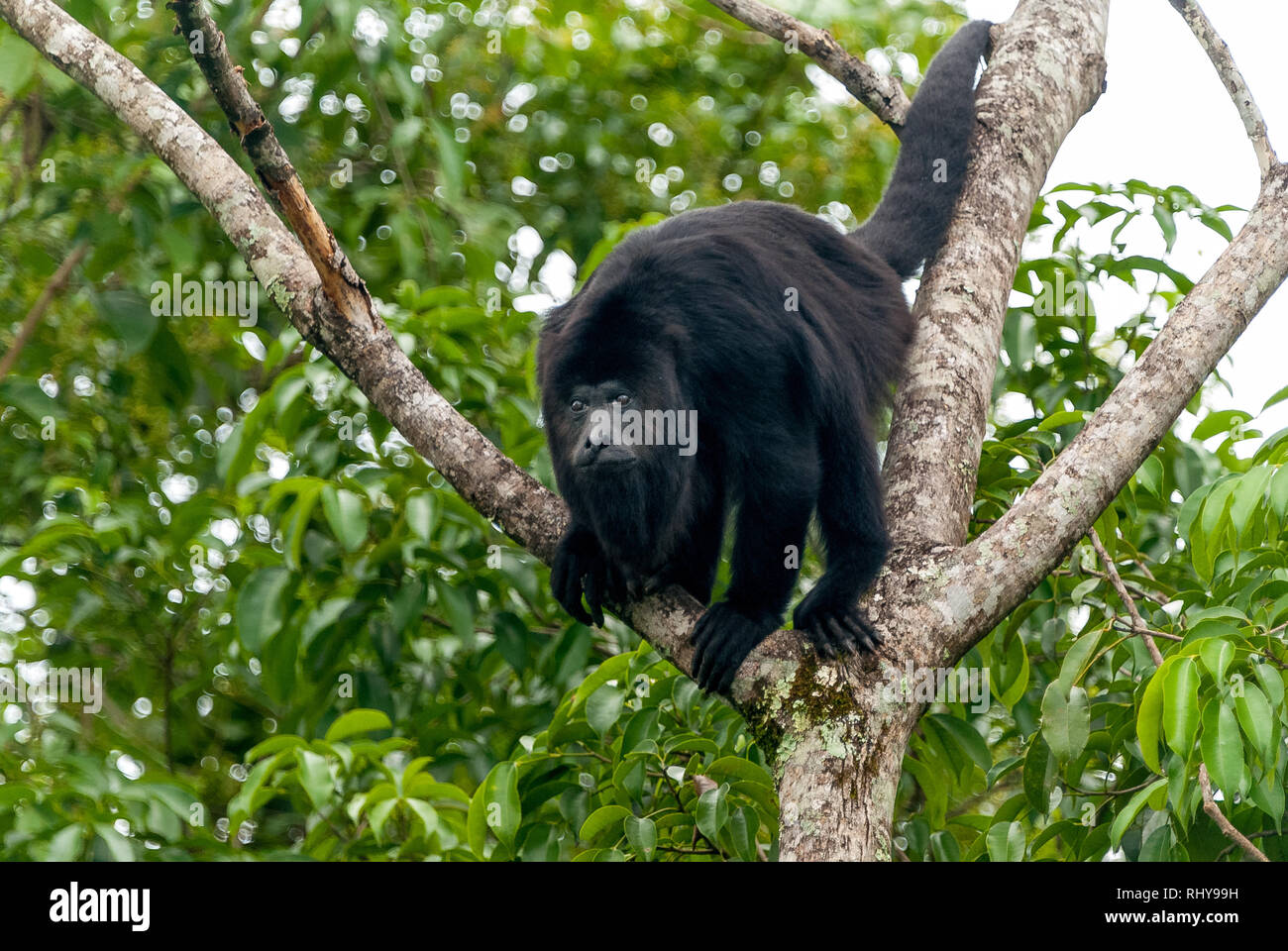 a male howler monkey in the trees at the ancient mayan ruins of ...