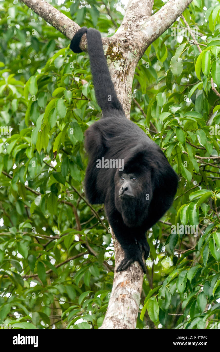 a male howler monkey in the trees at the ancient mayan ruins of ...