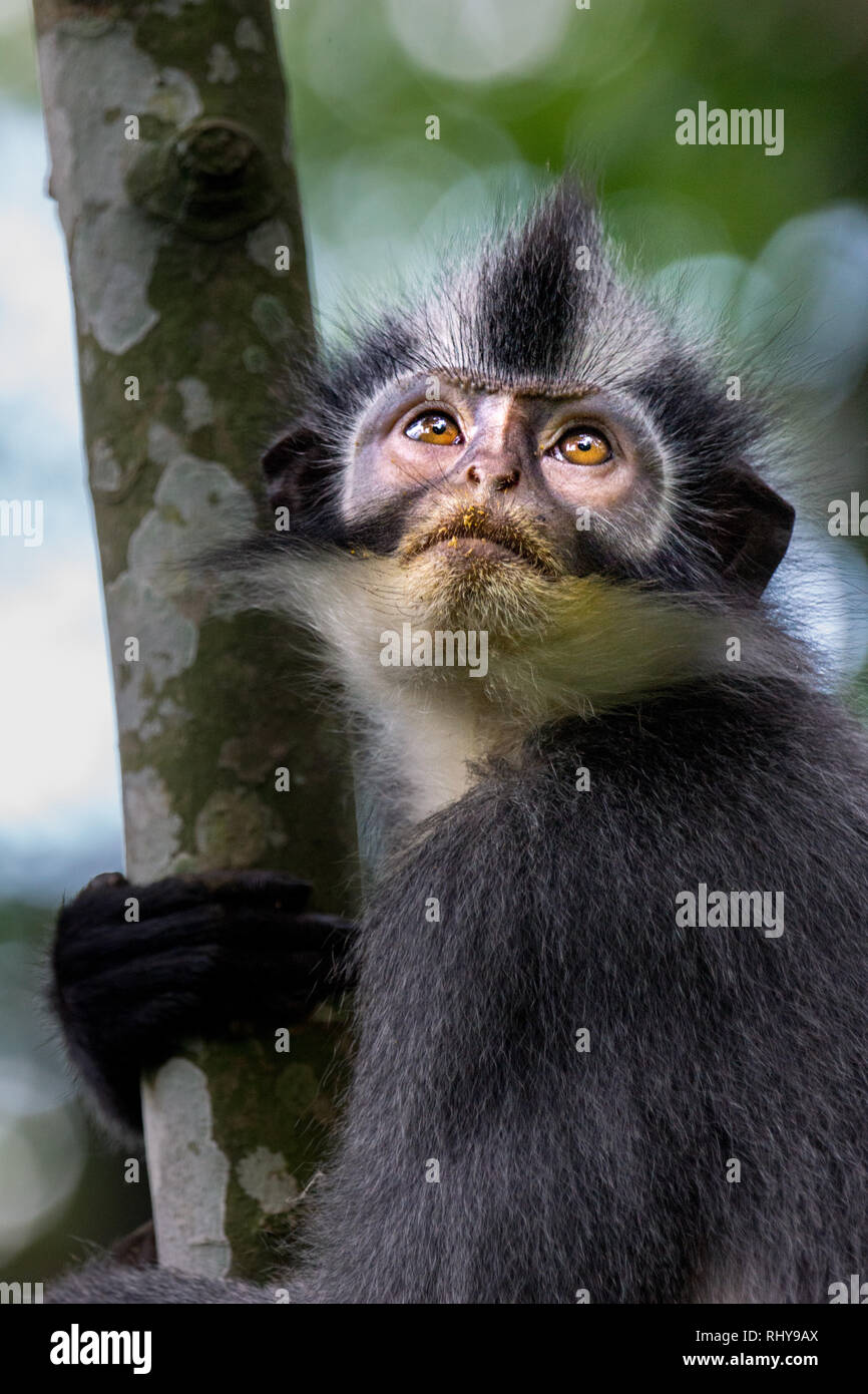 Thomas Leaf Monkey in the Forests of Bukit Lawang on Sumatra Stock ...