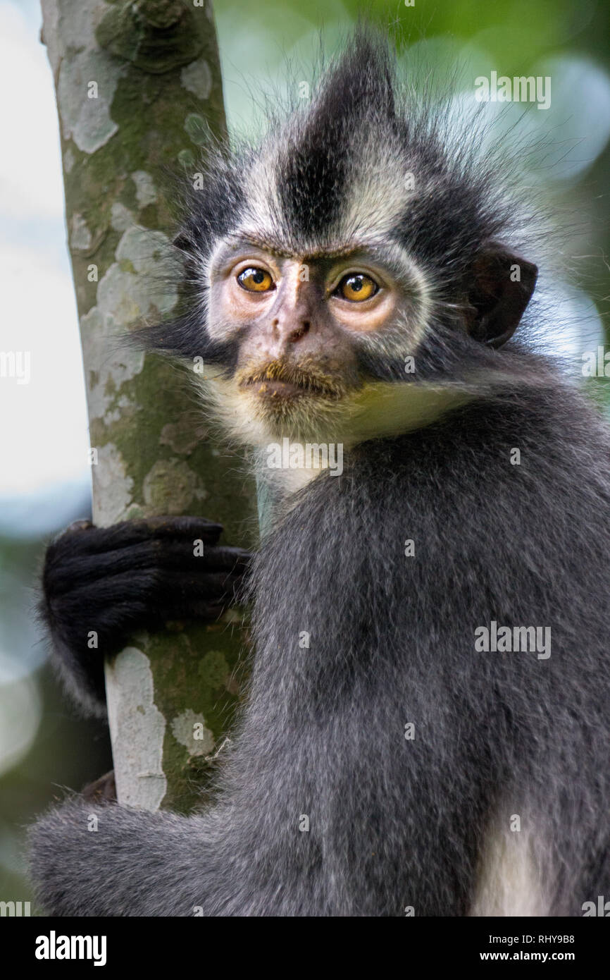 Thomas Leaf Monkey in the Forests of Bukit Lawang on Sumatra Stock ...