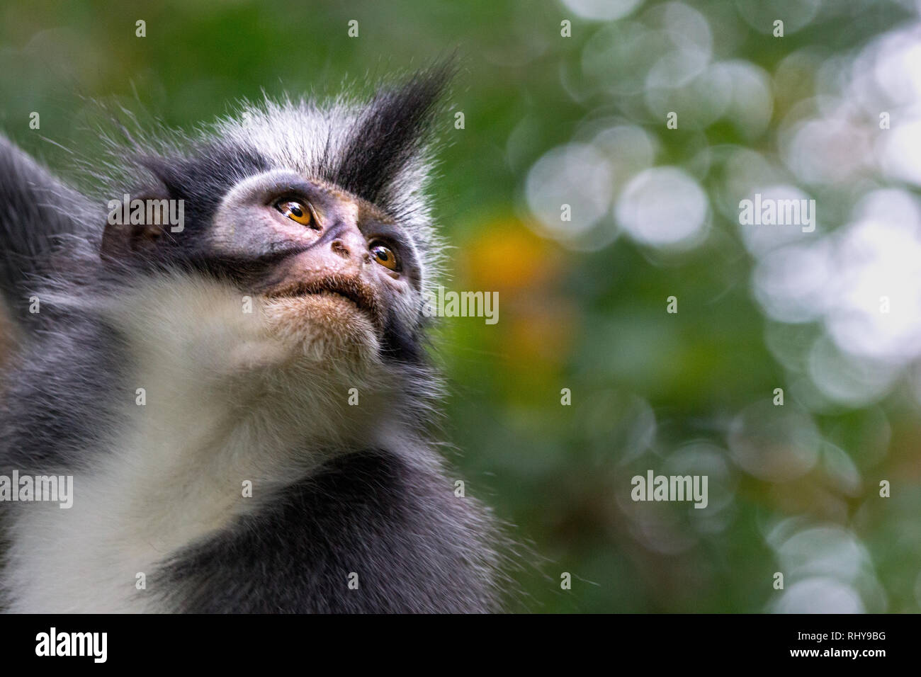 Primal forests hi-res stock photography and images - Alamy