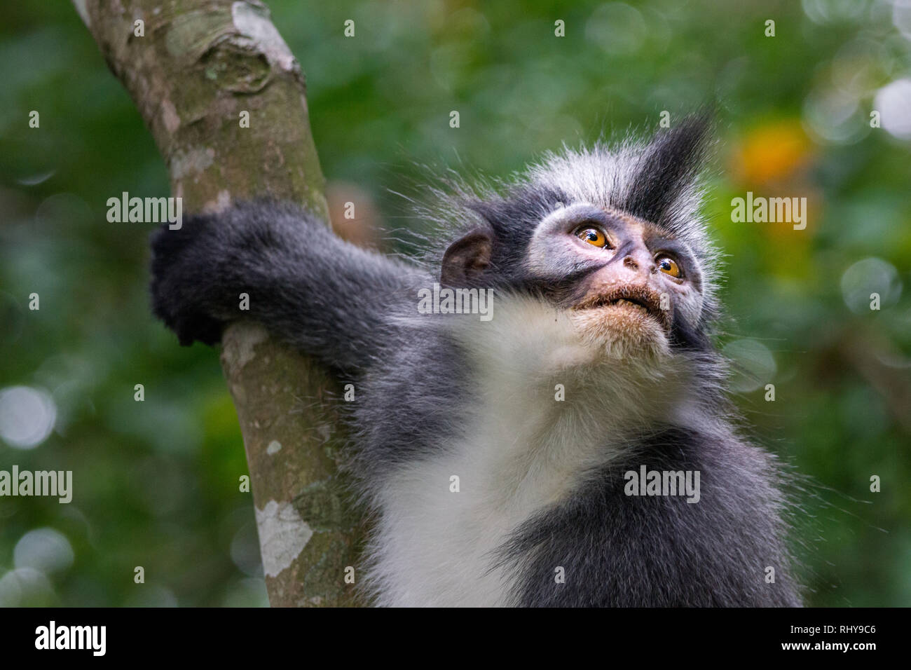 Sumatra wildtiere hi-res stock photography and images - Alamy