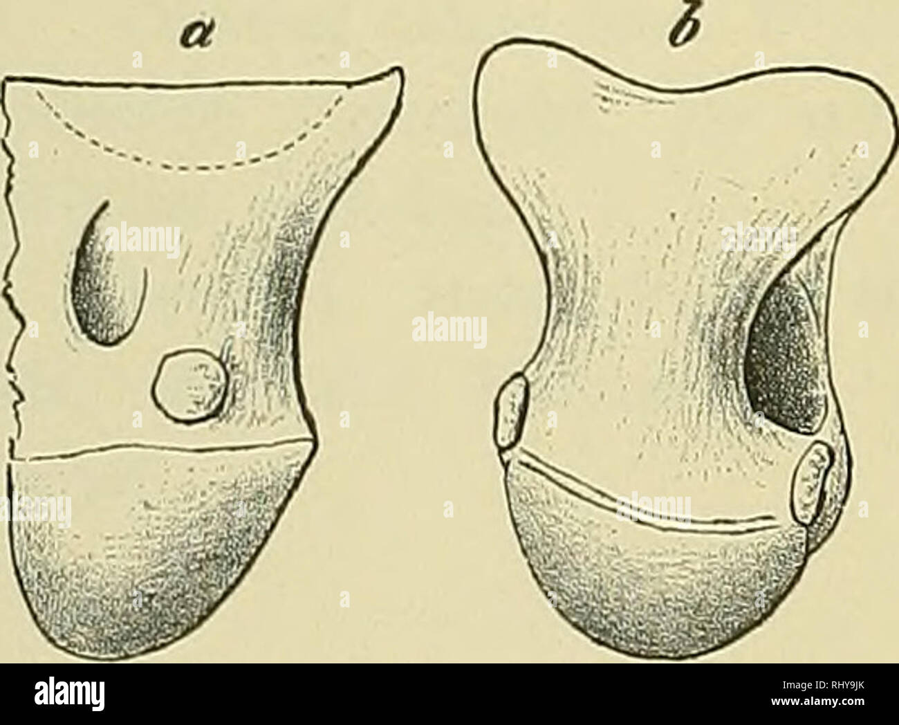 Teratosaurus hi-res stock photography and images - Alamy
