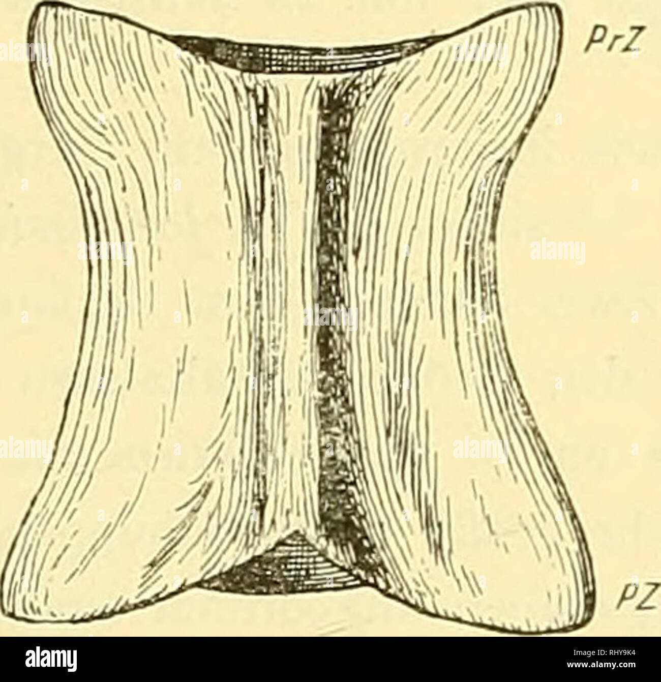 Lepospondyli hi-res stock photography and images - Alamy
