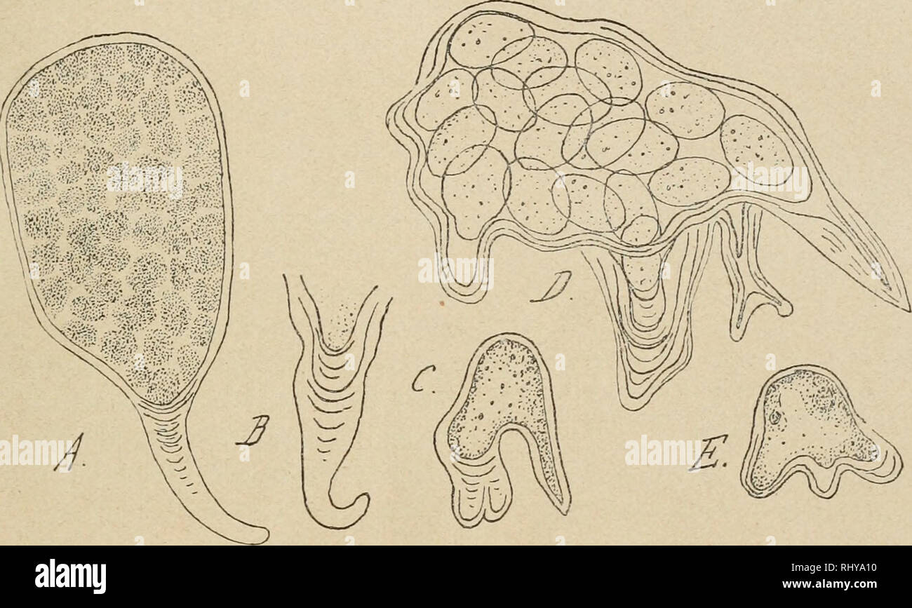 Rhizoides High Resolution Stock Photography and Images - Alamy