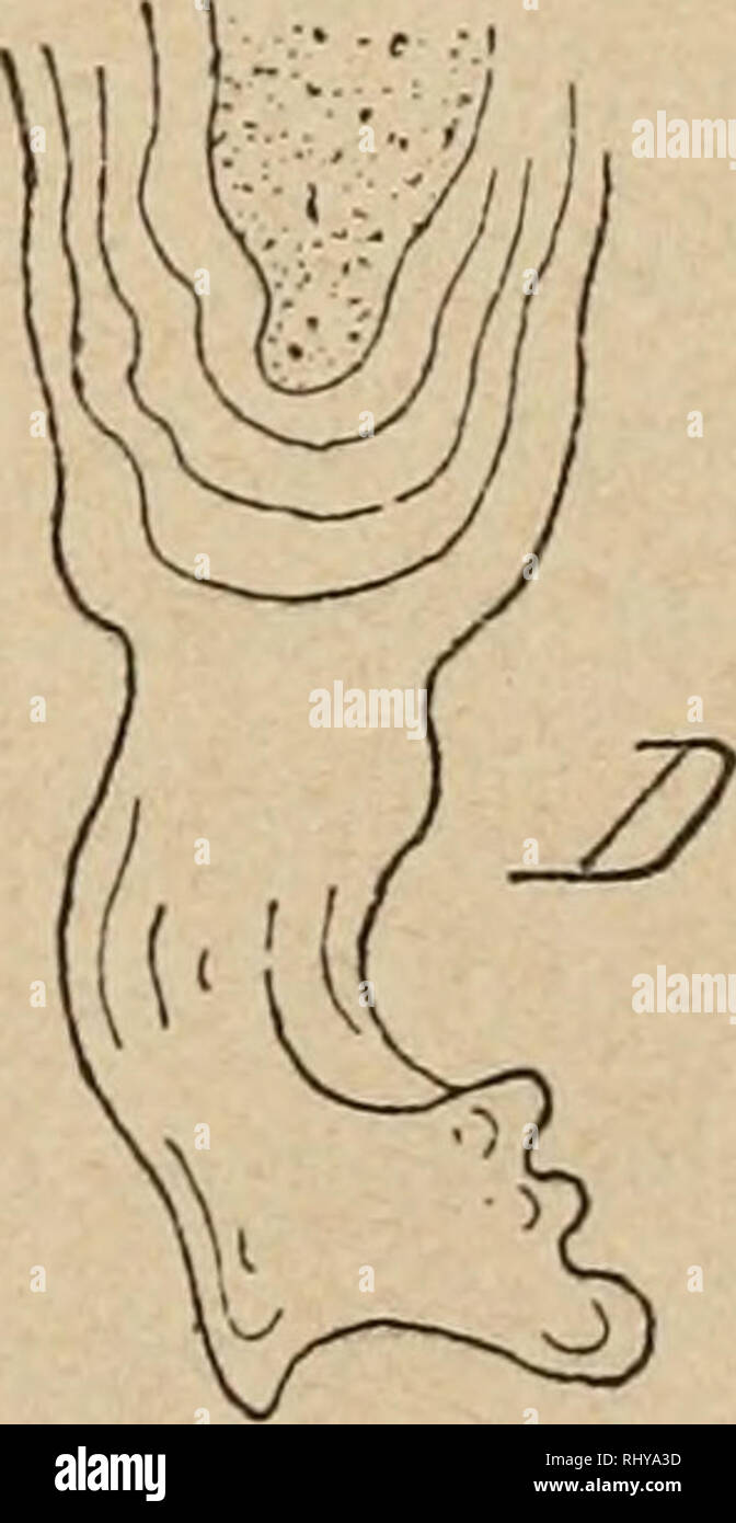 Rhizoides hi-res stock photography and images - Alamy
