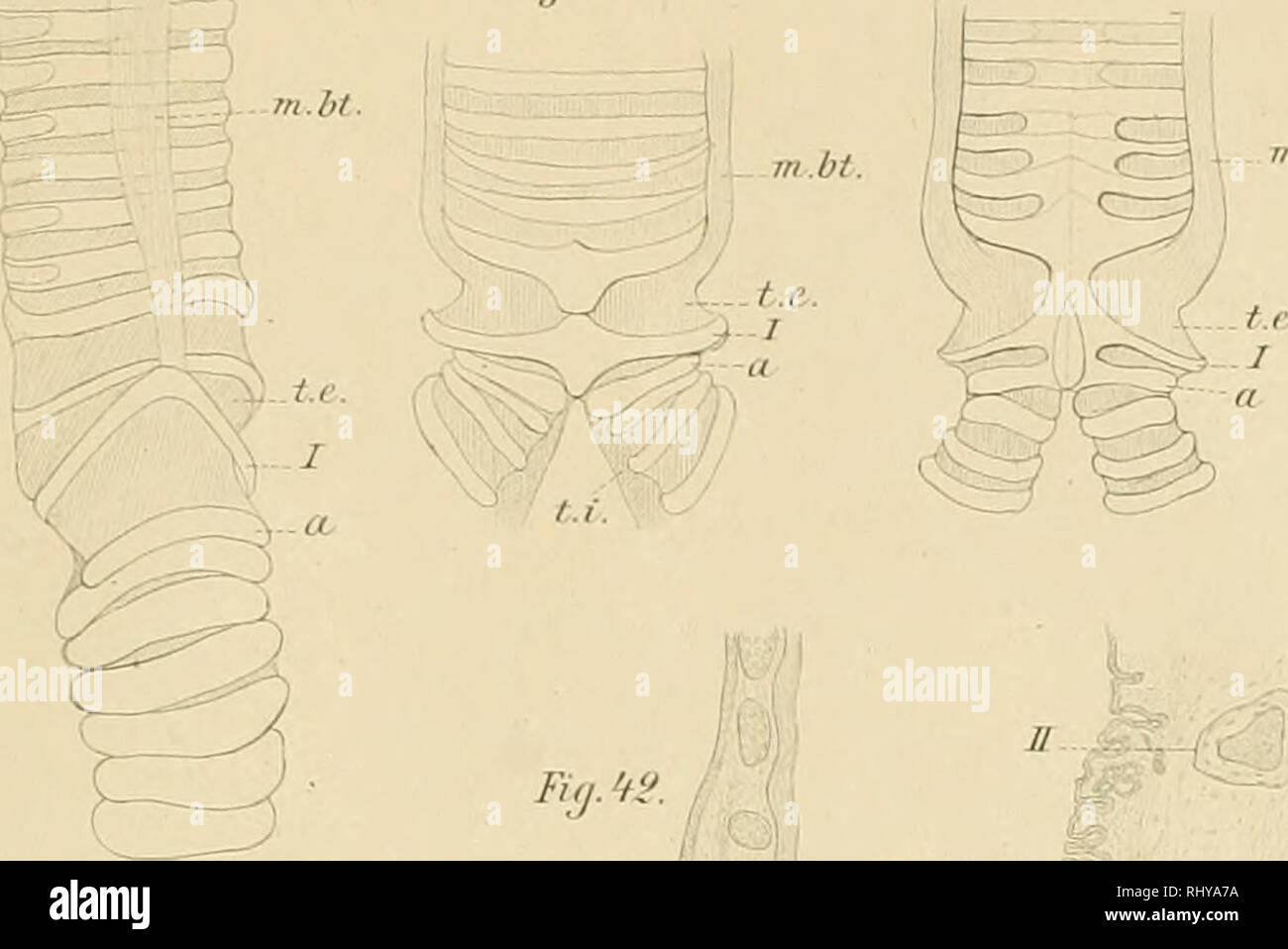 Larynx anatomie hi-res stock photography and images - Alamy