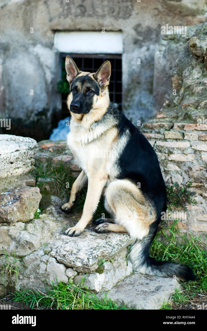 German shepherd dog at the park, in Rome Stock Photo - Alamy