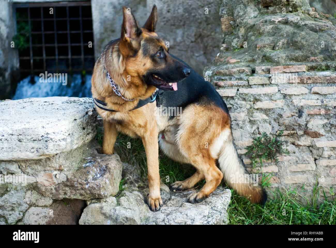 German shepherd dog at the park, in Rome Stock Photo - Alamy