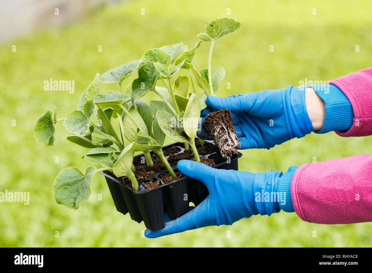 Mass production of plants hi-res stock photography and images - Alamy