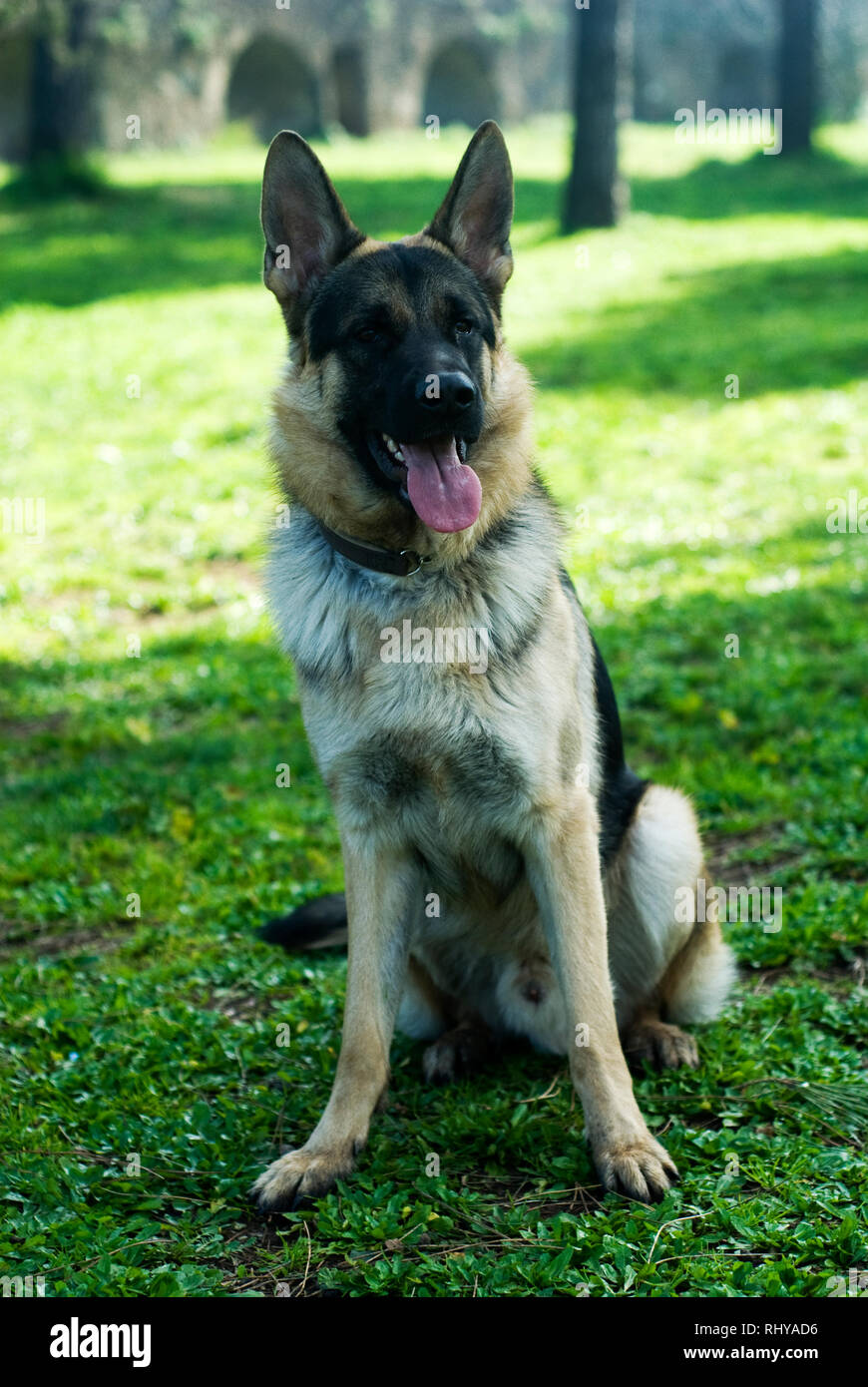 German shepherd dog at the park, in Rome Stock Photo - Alamy