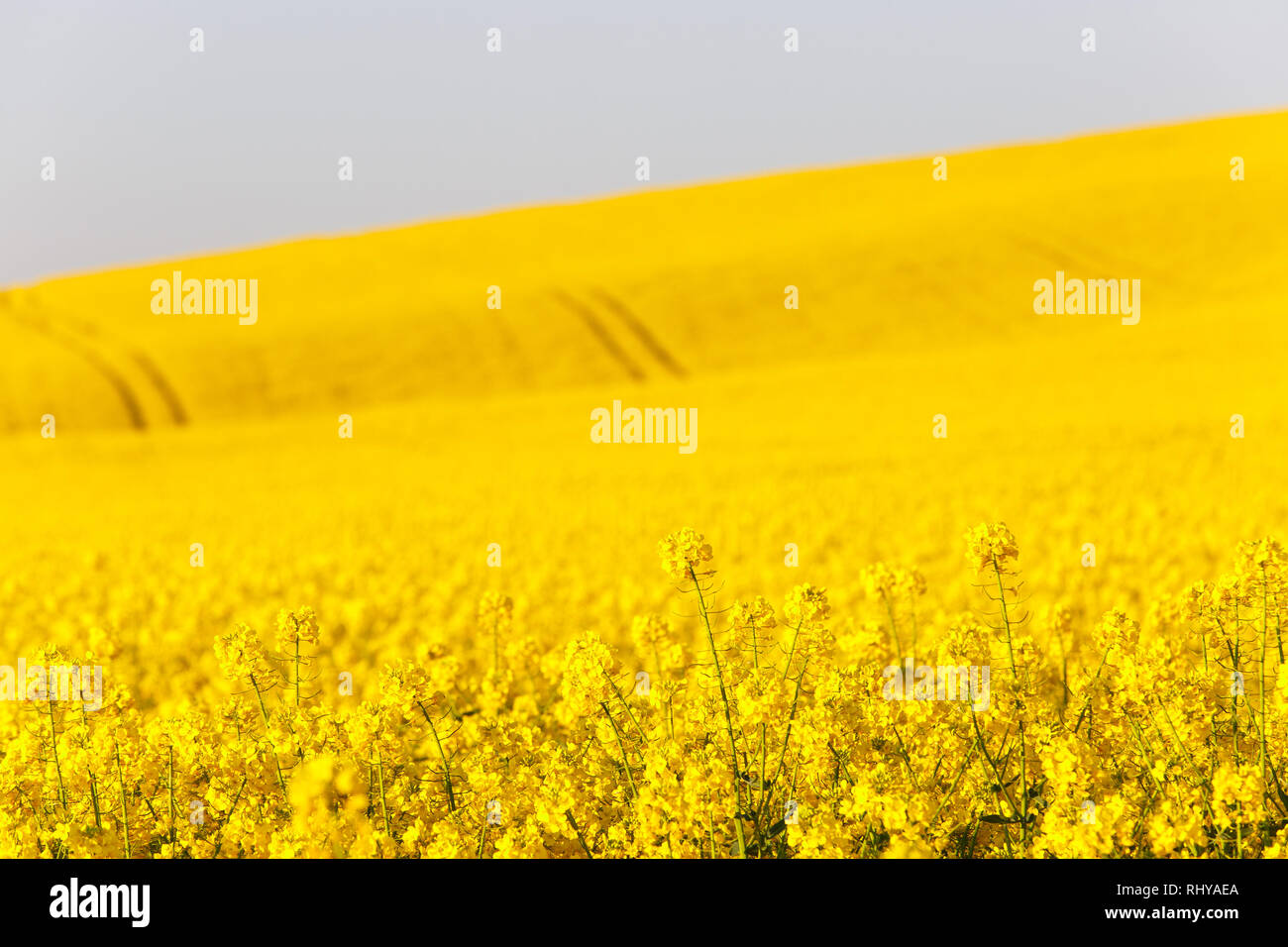 Extensive field of rapeseed with blue sky in the background. Intensive ...