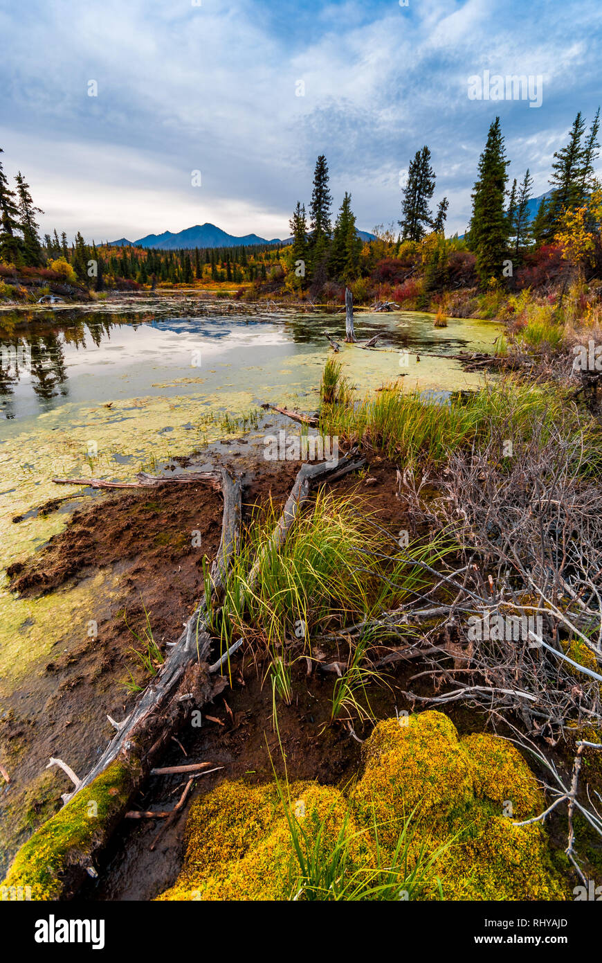 a swampy lake along nabesna road in Wrangell-St-Elias National Park in ... a swampy lake along nabesna road in Wrangell-St-Elias National Park in ...