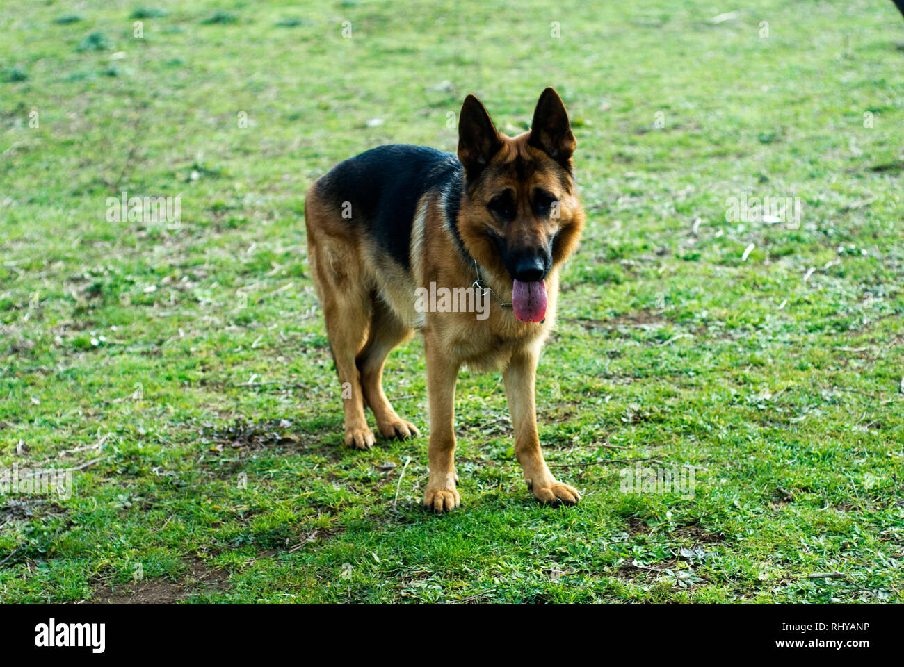 German shepherd dog at the park, in Rome Stock Photo - Alamy