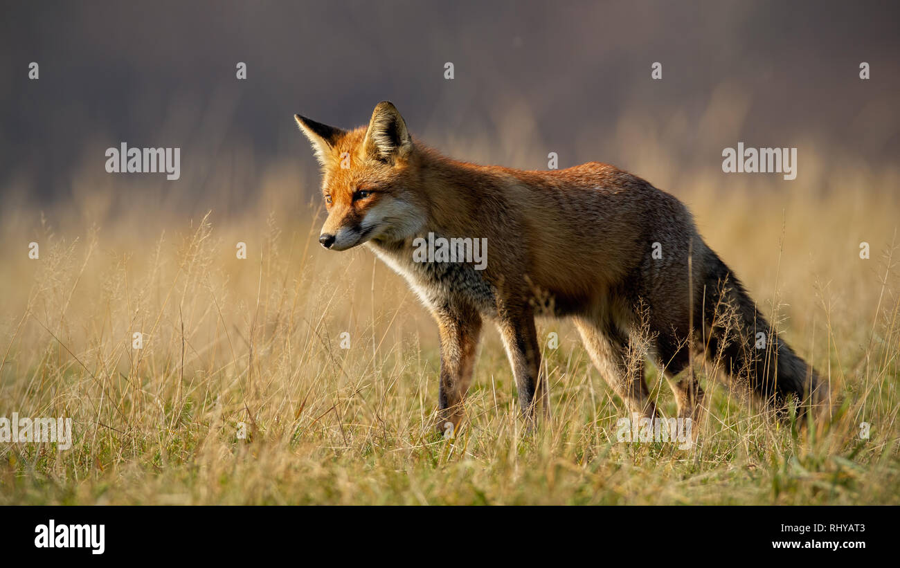 Fox tail grass hi-res stock photography and images - Alamy