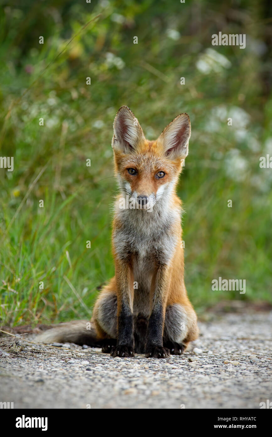 Red fox sitting hi-res stock photography and images - Alamy