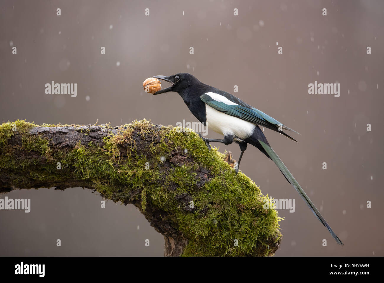 Eurasian Magpie on moss covered branch in winter in snowfall with nut ...