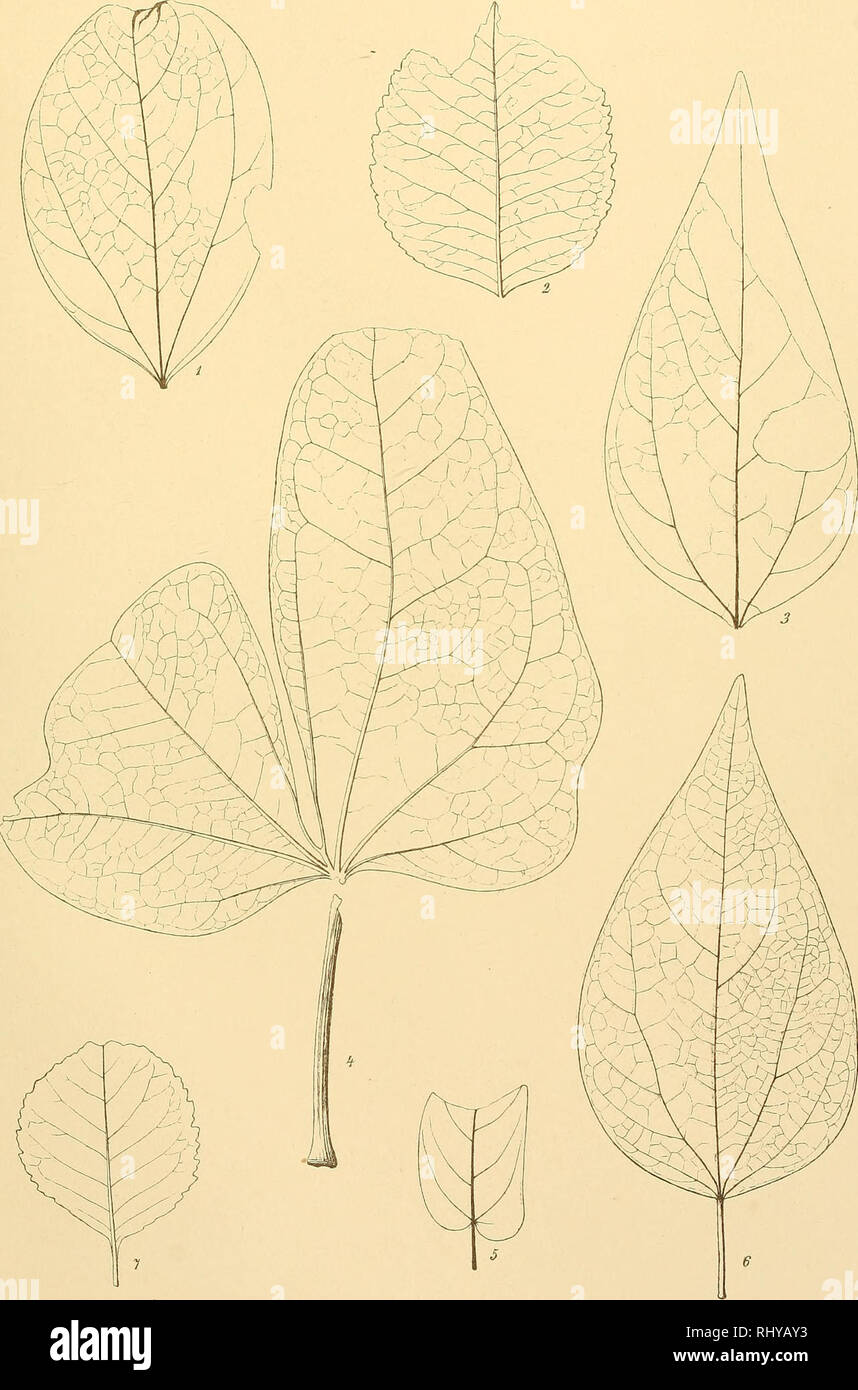 Egol hi-res stock photography and images - Alamy