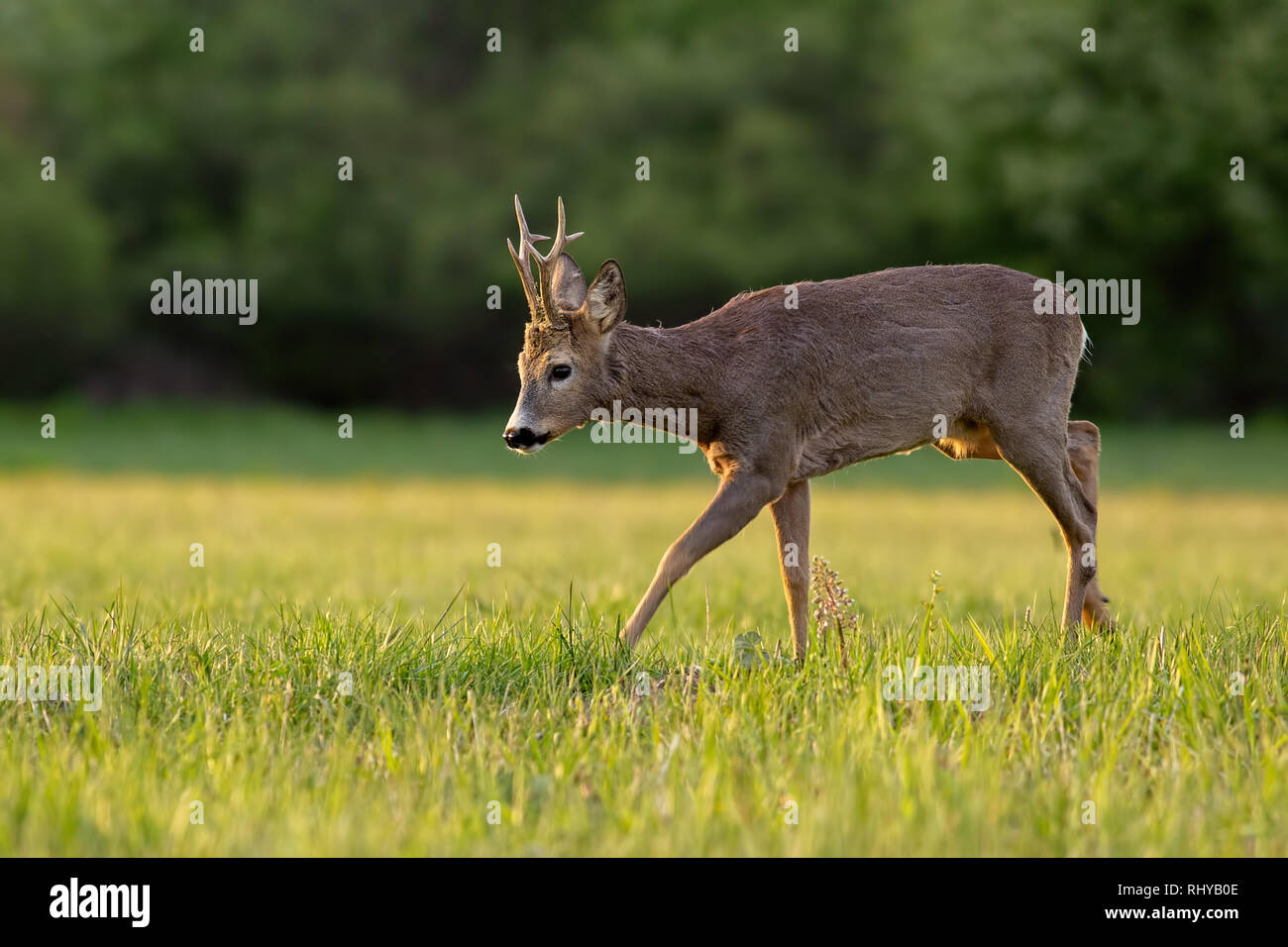 Spring backlight hi-res stock photography and images - Alamy