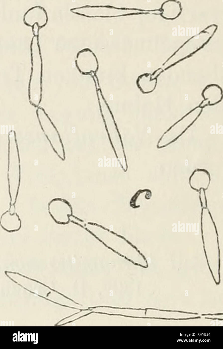 Stauben High Resolution Stock Photography and Images - Alamy