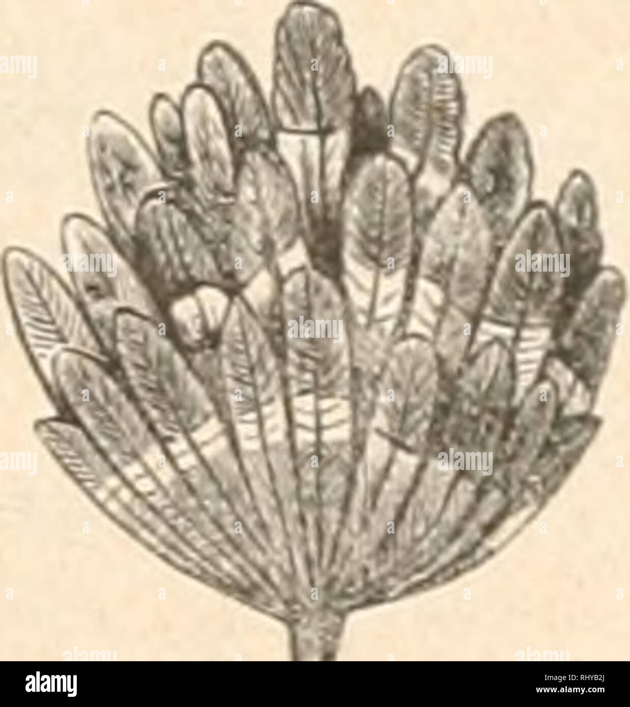 Schimes hi-res stock photography and images - Alamy