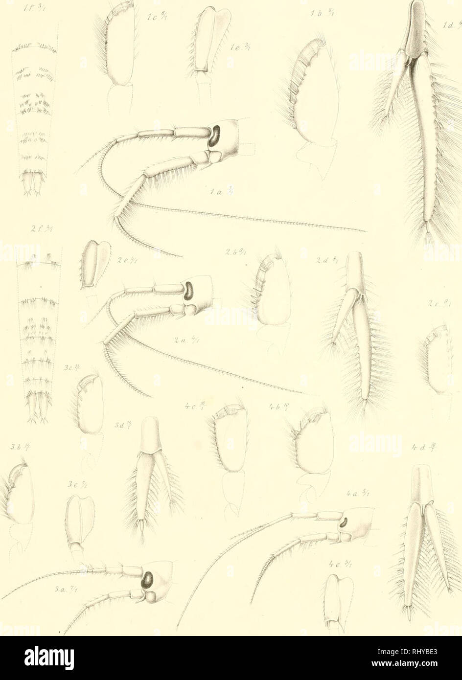 Gammaridae hi-res stock photography and images - Alamy