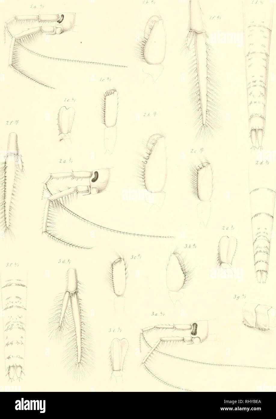 Gammaridae hi-res stock photography and images - Alamy