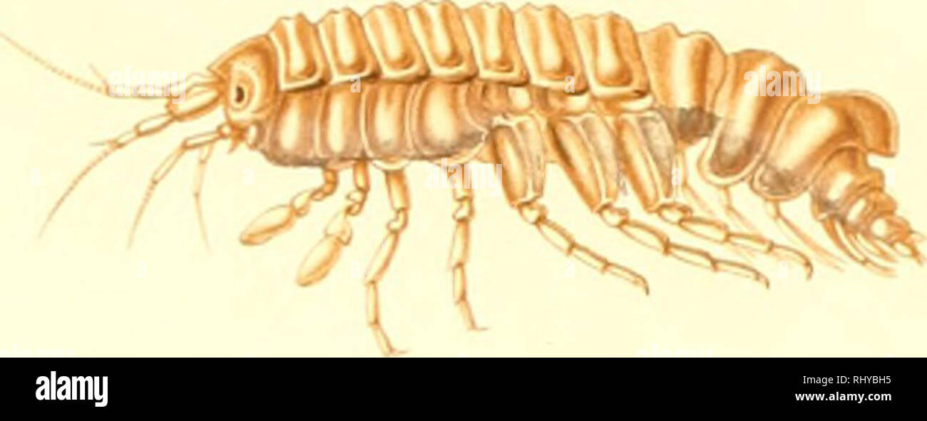 Gammaridae hi-res stock photography and images - Alamy