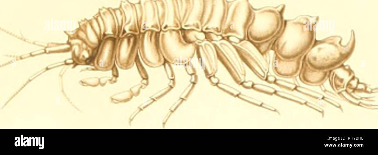 Gammaridae hi-res stock photography and images - Alamy