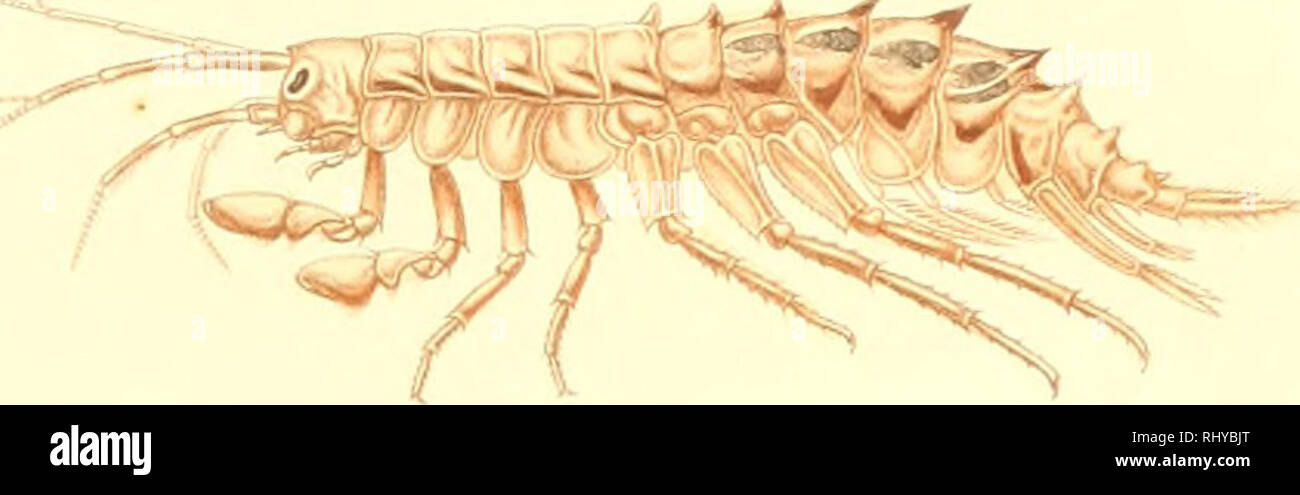 Gammaridae hi-res stock photography and images - Alamy