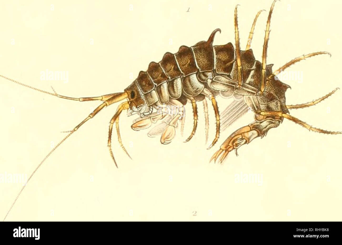 Gammaridae hi-res stock photography and images - Alamy