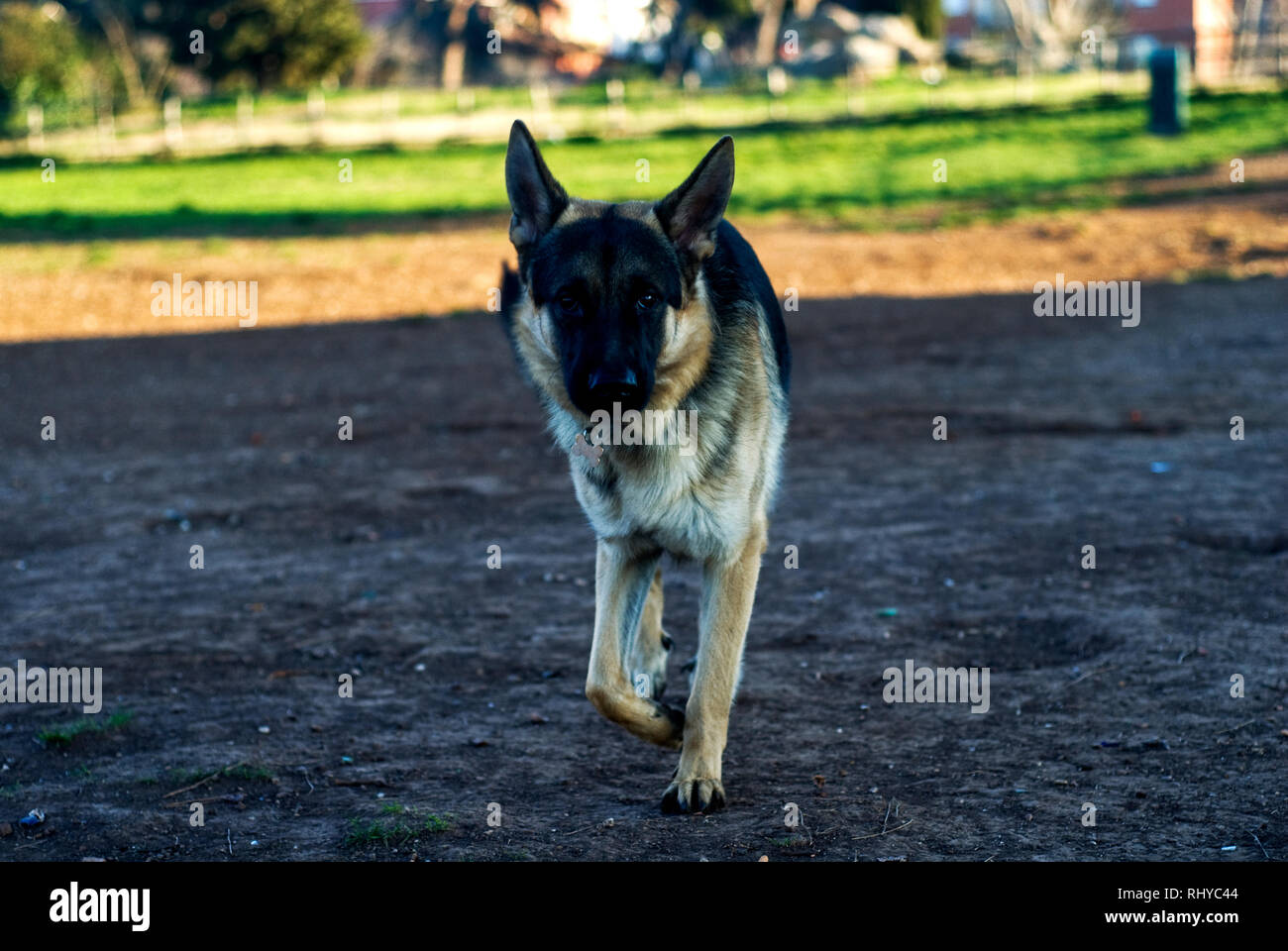 German shepherd dog at the park Stock Photo - Alamy