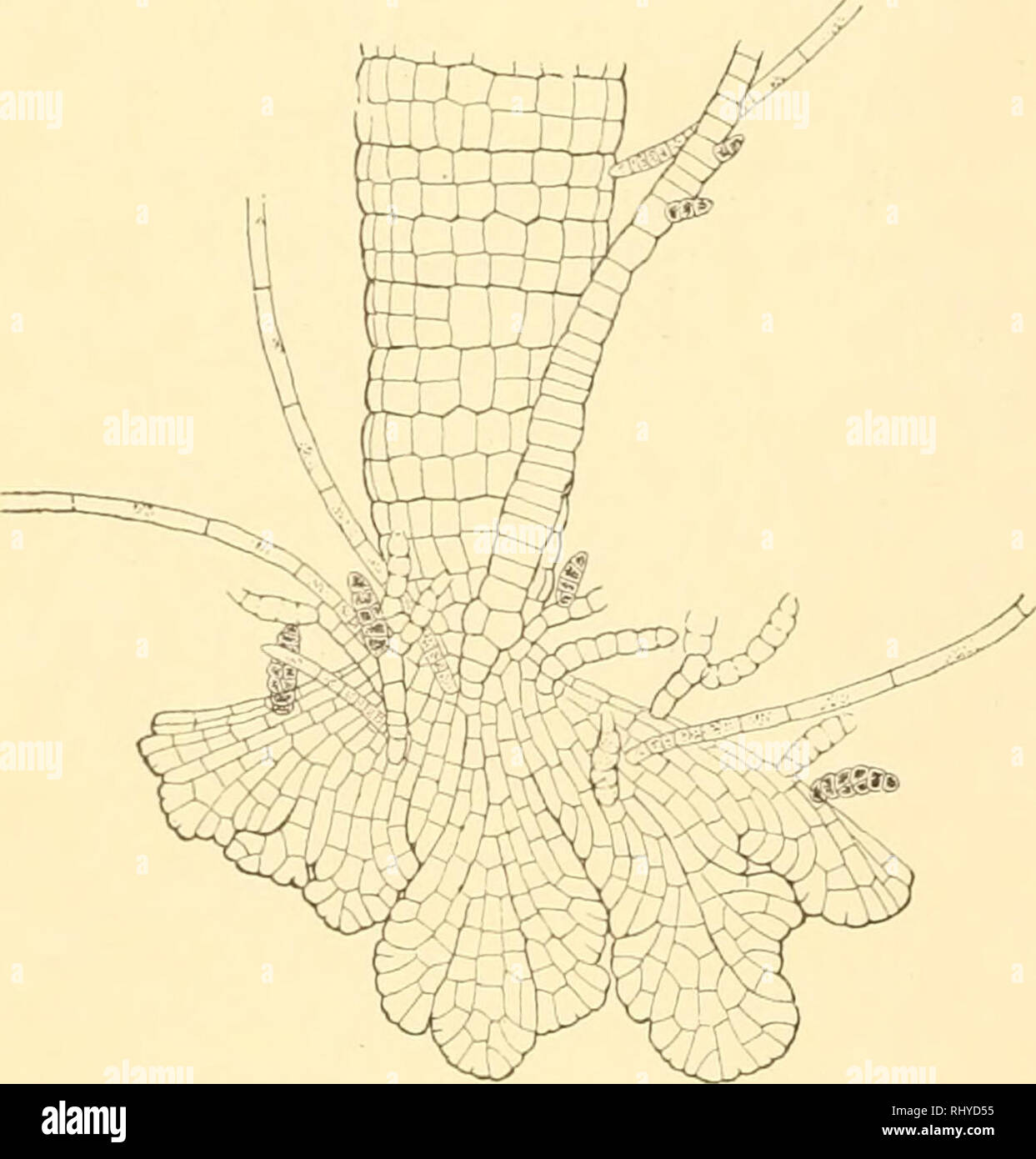 Bullosus hi-res stock photography and images - Alamy