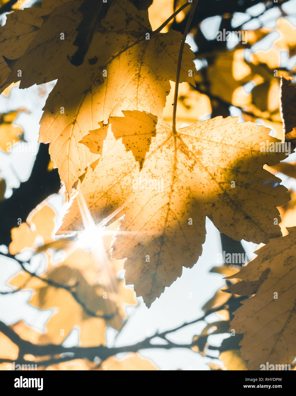 Autumn leaves in the sun Stock Photo - Alamy