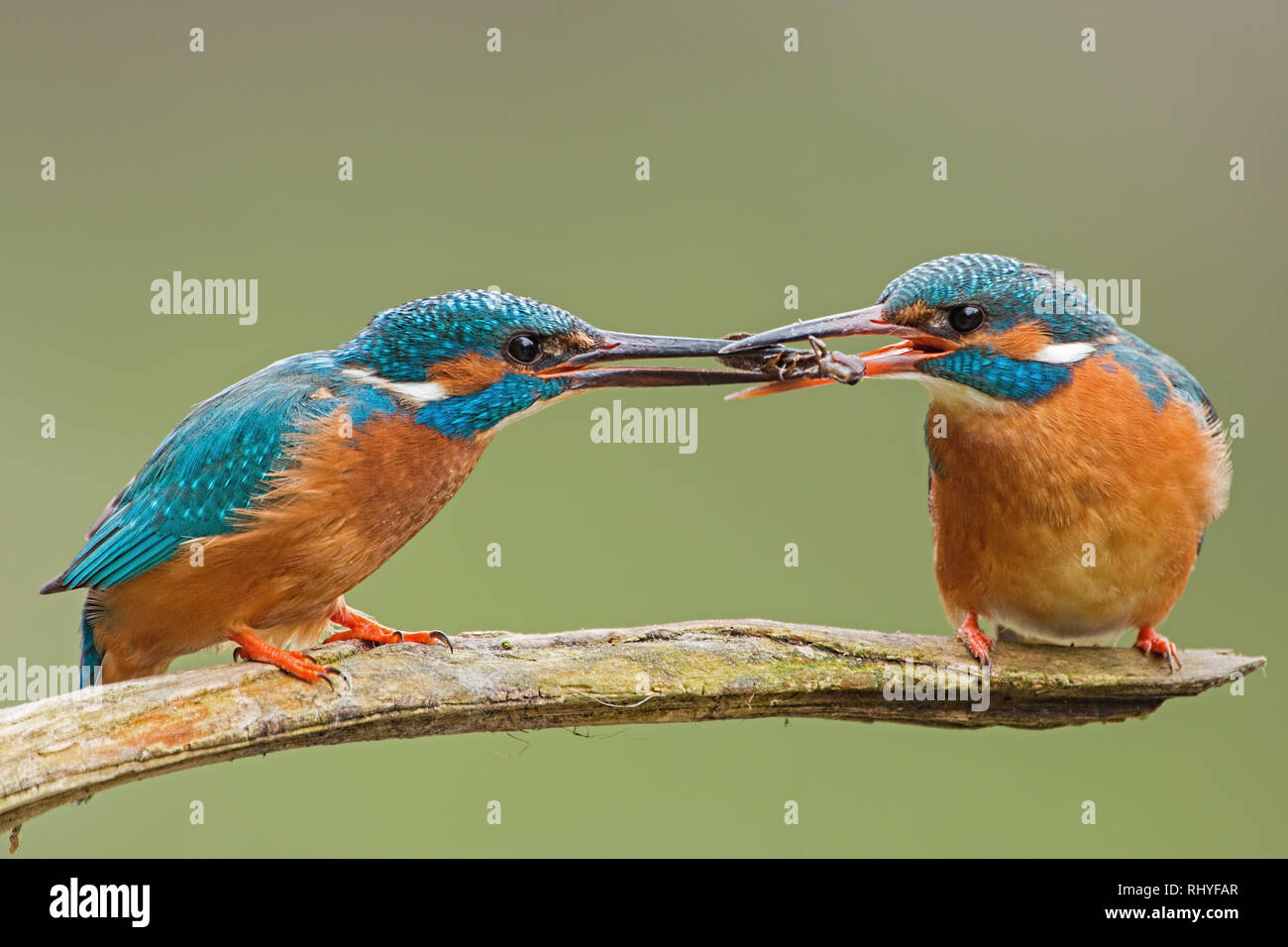 Two common kingfishers, alcedo atthis passing a fish one to another Stock Photo - Alamy