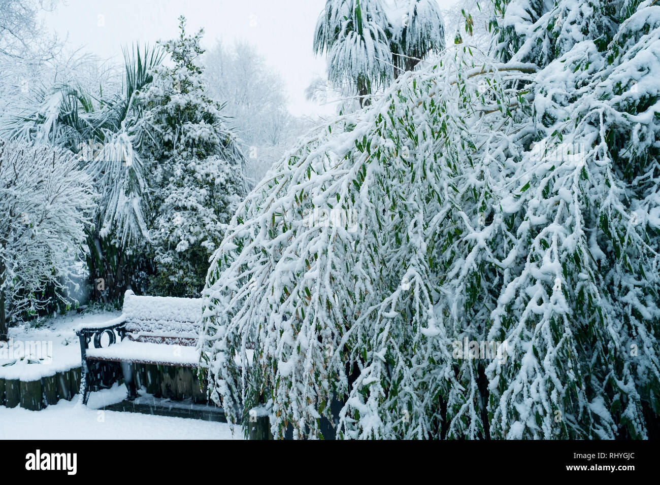 Snow flakes falling trees hi-res stock photography and images - Alamy