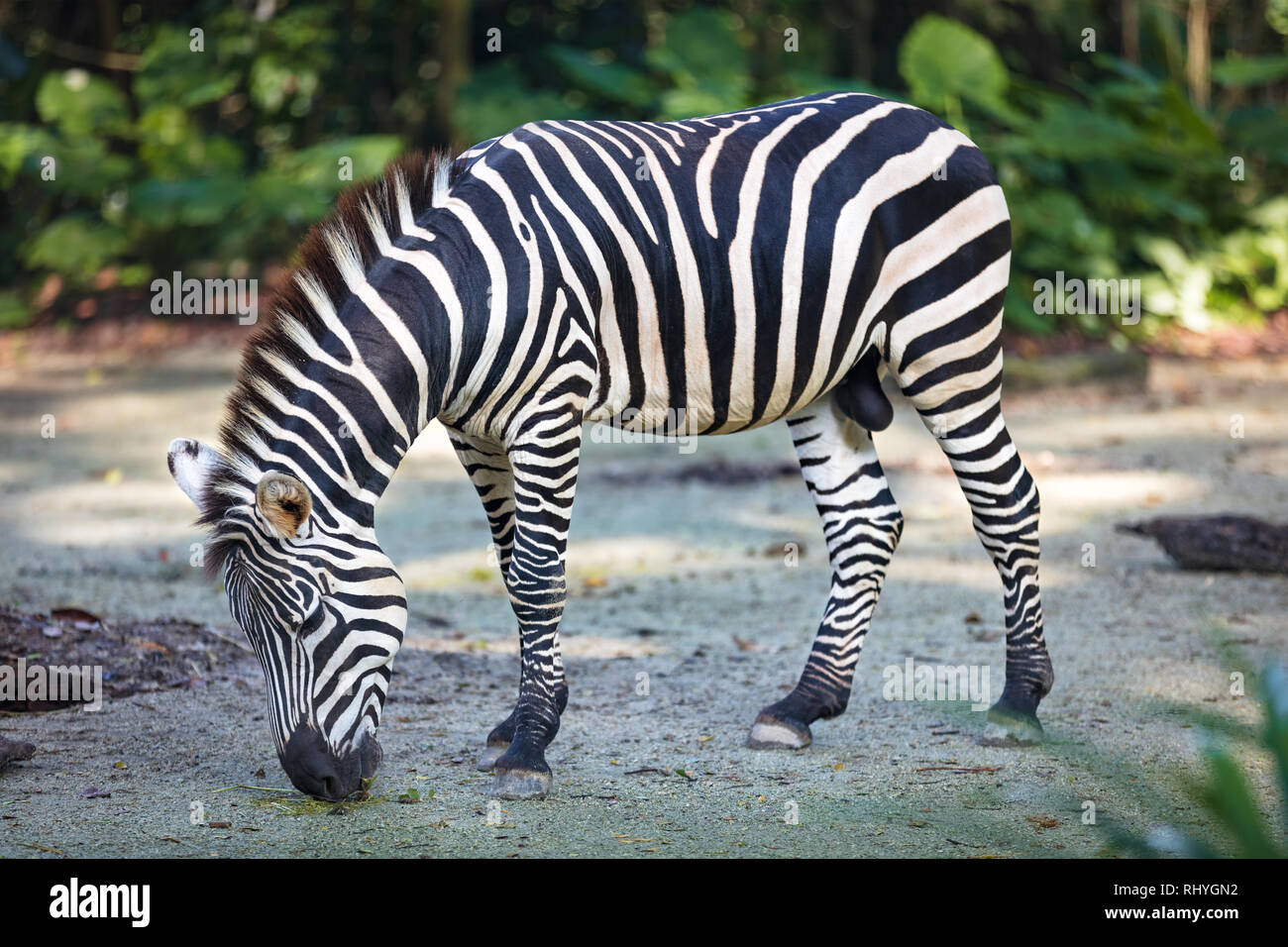 Zoo animal fauna hi-res stock photography and images - Alamy