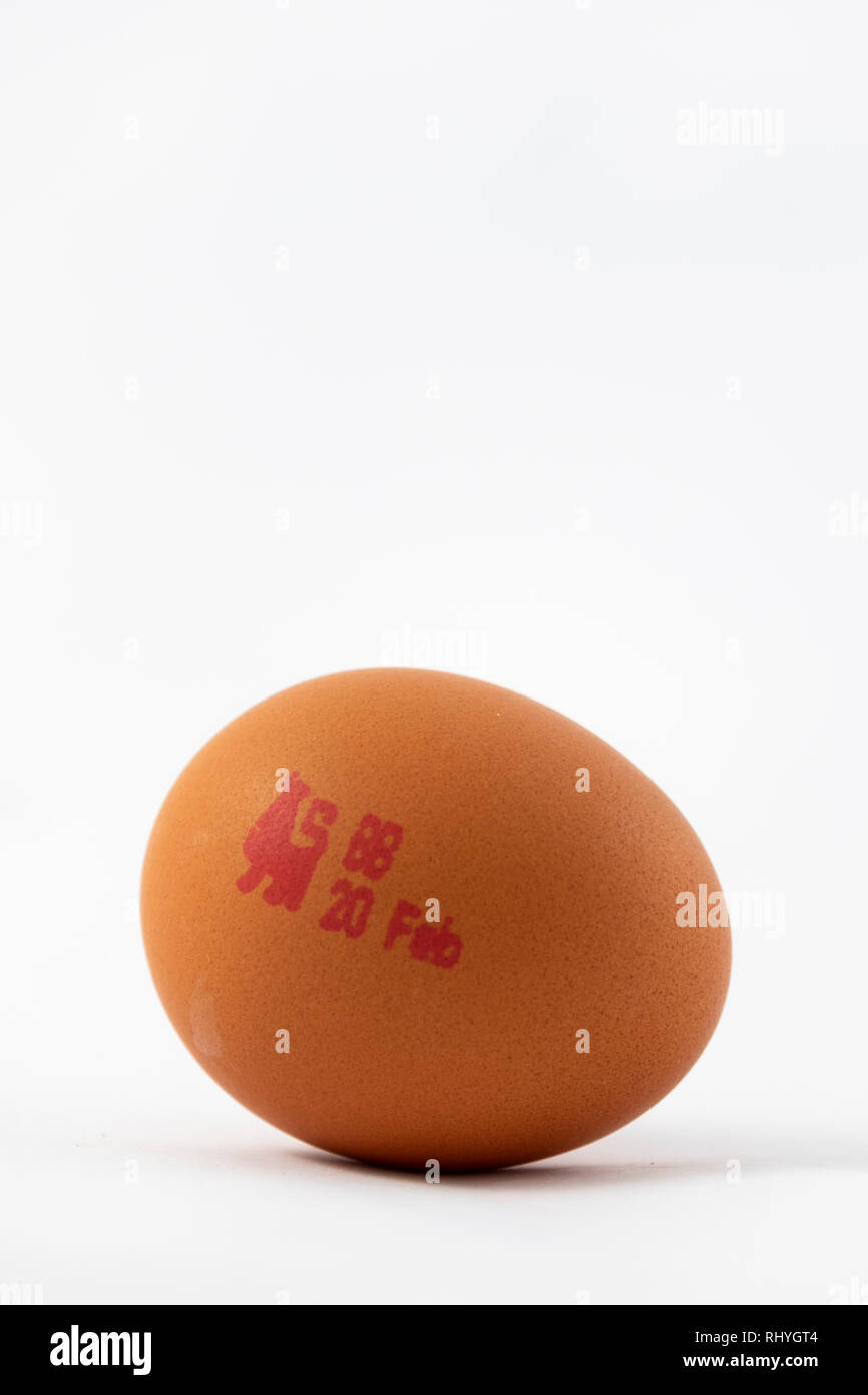 Single Chicken Egg Studio Shot Image on white background Stock Photo ...