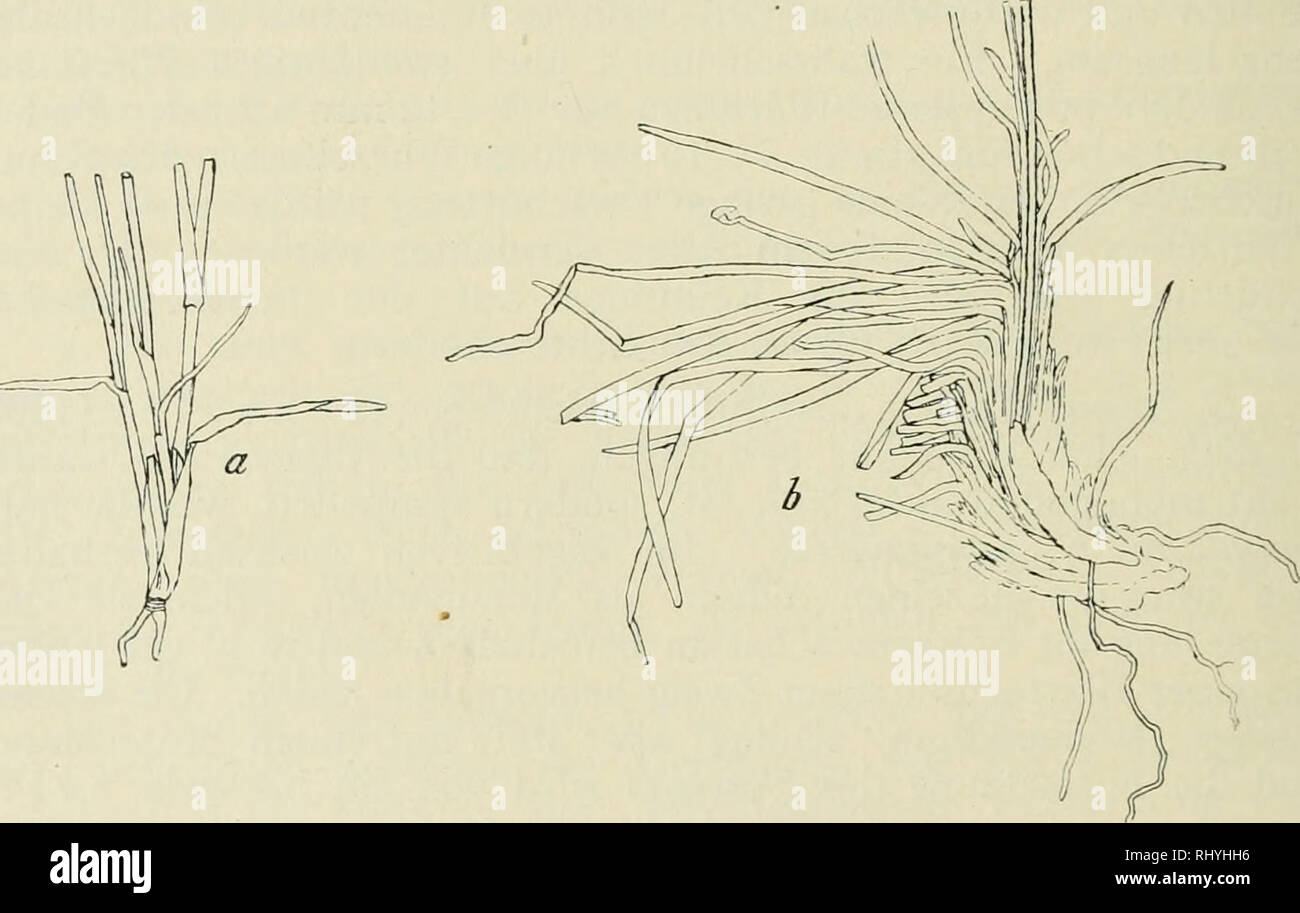 Monokarp hi-res stock photography and images - Alamy