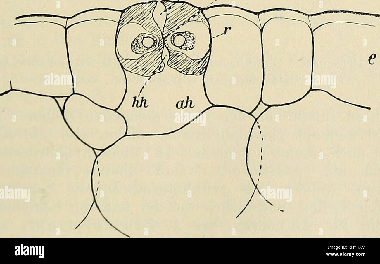 . Beihefte zum botanischen Centralblatt. Plants. Fig. 9 B ...