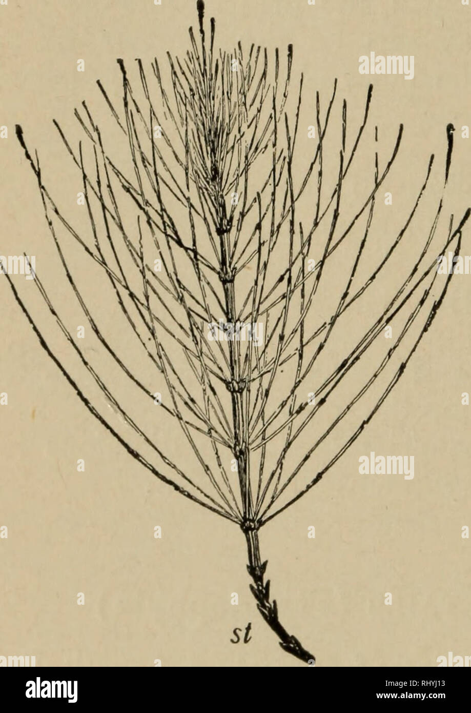 . Beginners' botany. Botany. 202 BEGINNERS' BOTANY objects when ...