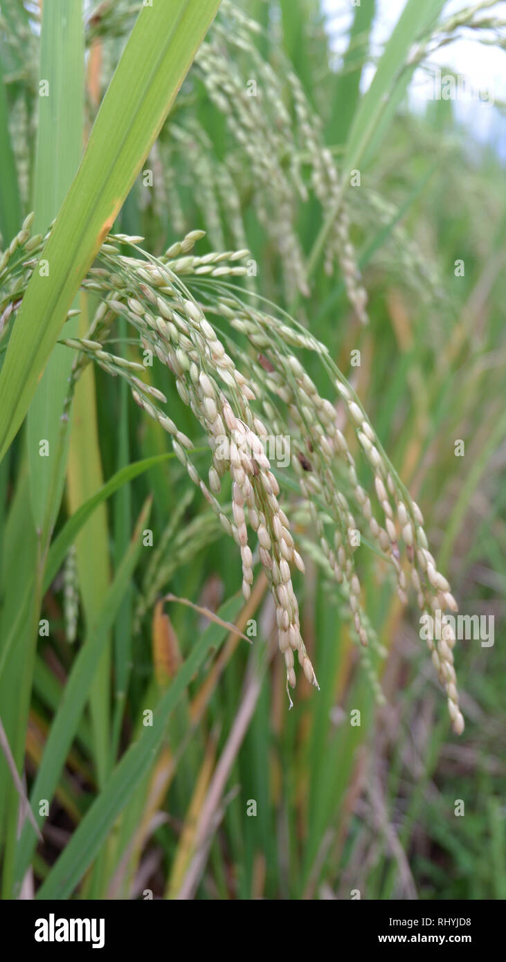 rice plants in rice fields ready for harvest Stock Photo - Alamy