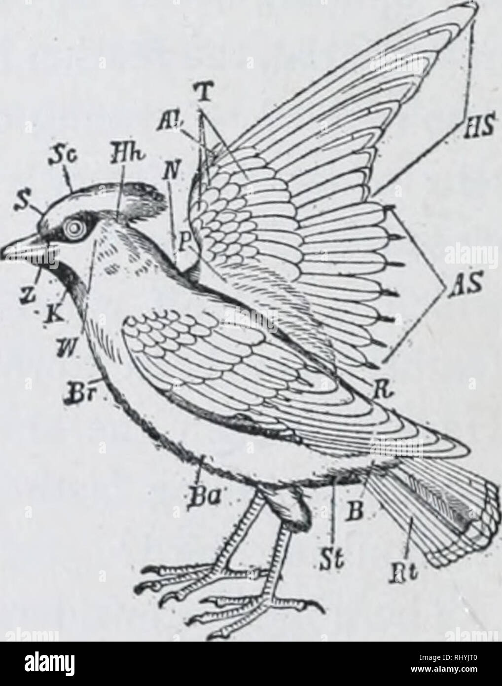 . Beginners zoology. Zoology. A, pnint dividing primaries from second ...
